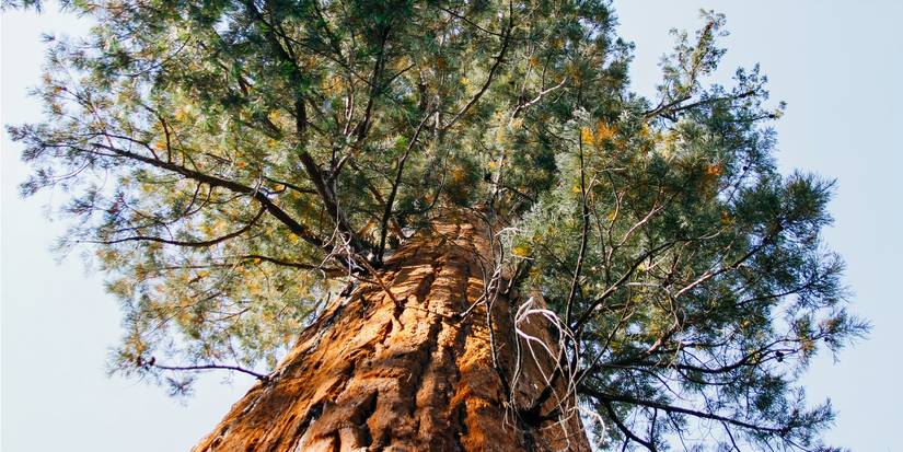 The Tallest Tree on Earth and Worthy Contenders