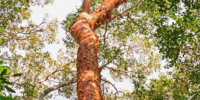Explore the Most Famous Trees in America and Their Legendary Stories