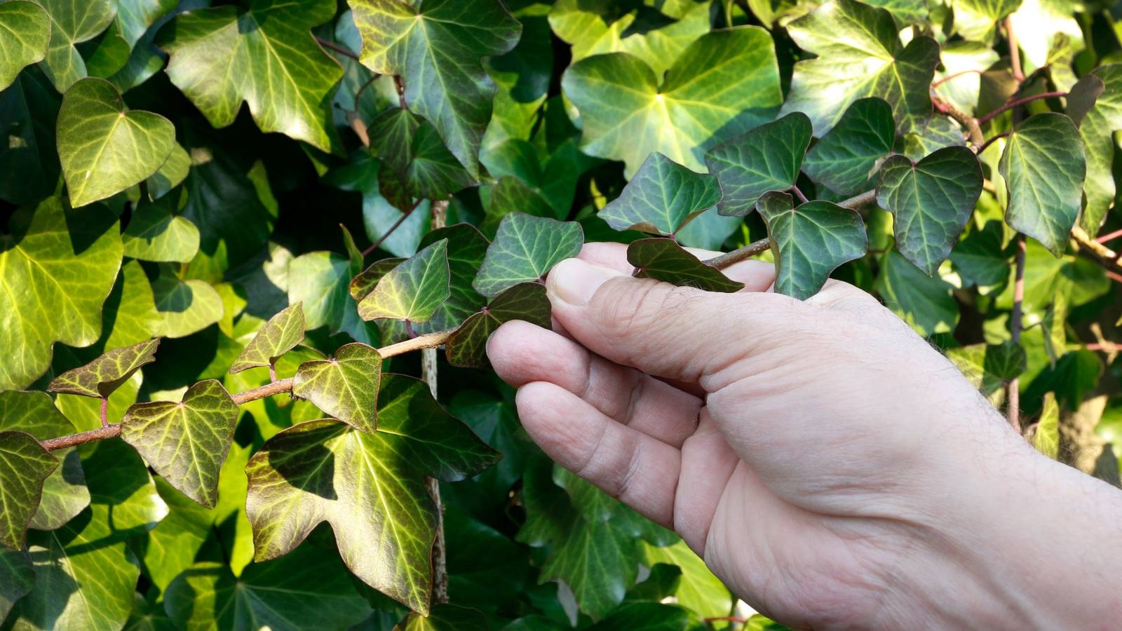 Invasive Plants Taking Over? Discover How to Reclaim Your Yard