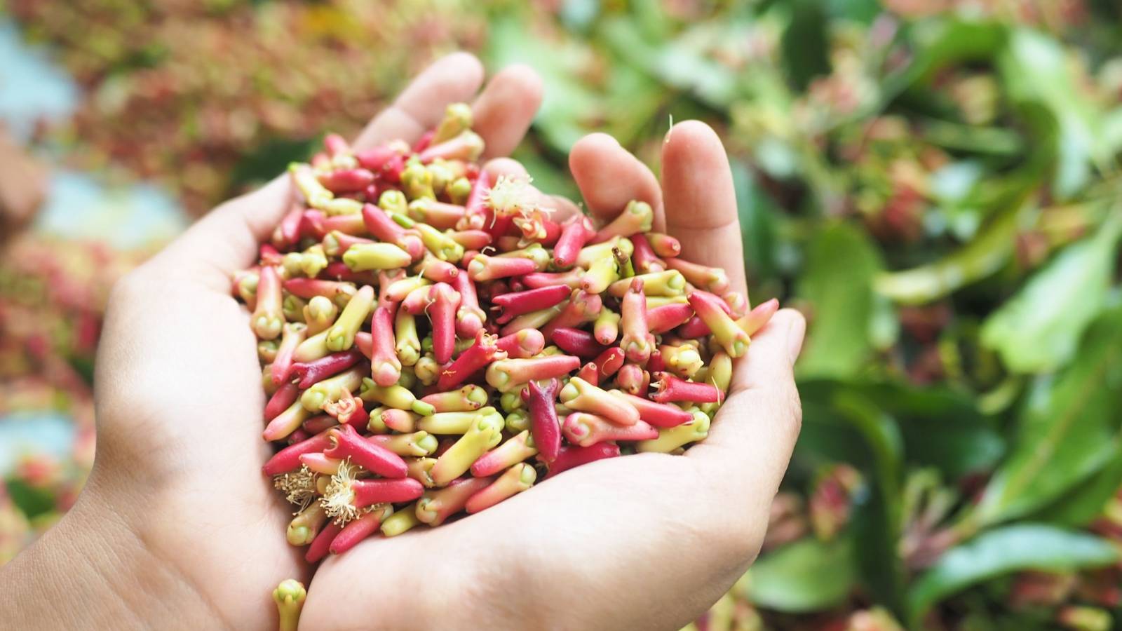 Cloves: History, Uses, and Health Benefits of This Powerful Spice