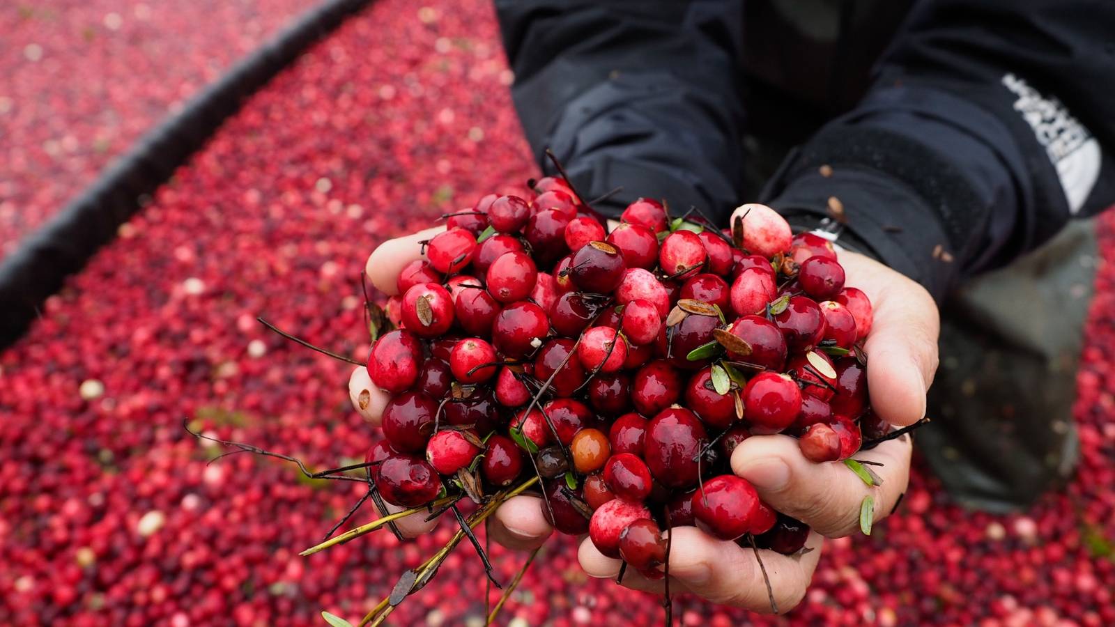 Get Fresh Cranberries Out of Your DIY Cranberry Bog