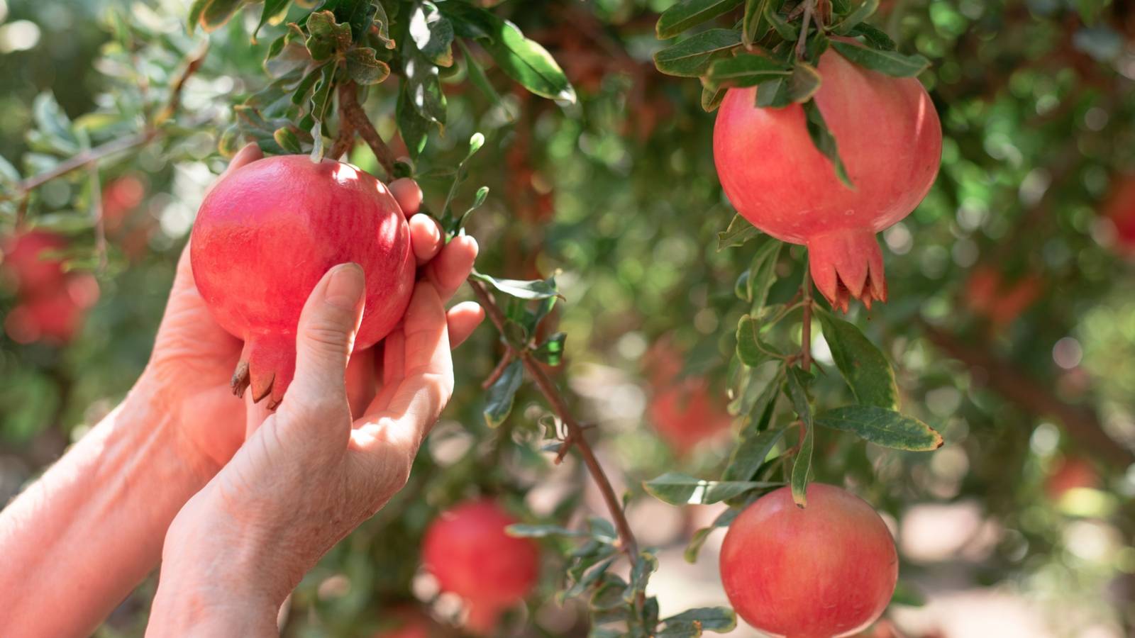 Seasonal Produce Guide: 5 of the Best Fall Fruits
