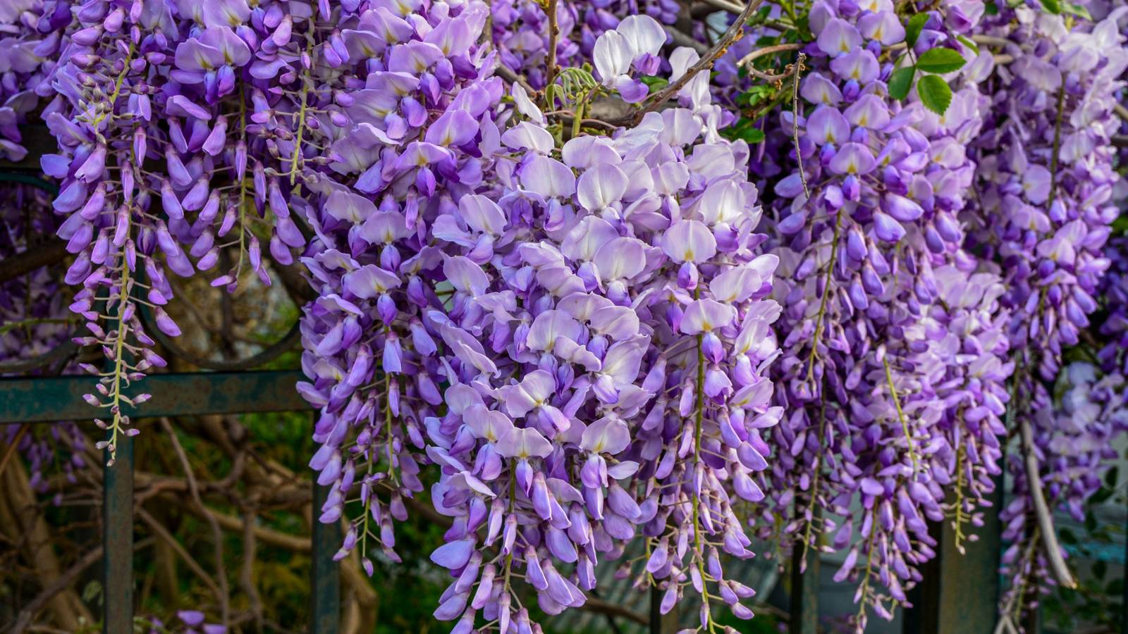 The Best Spooky Vines to Haunt Your Garden This Halloween