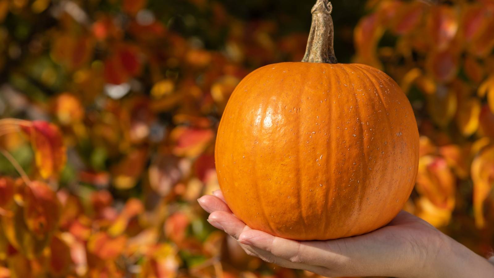 Learn How To Preserve Pumpkins With 8 Expert Tips