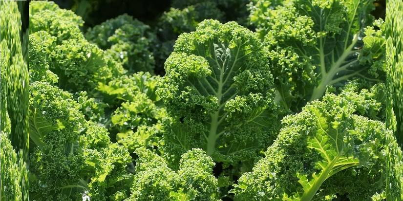 Edible Beauties: Top Plants for a Gorgeous and Productive Garden
