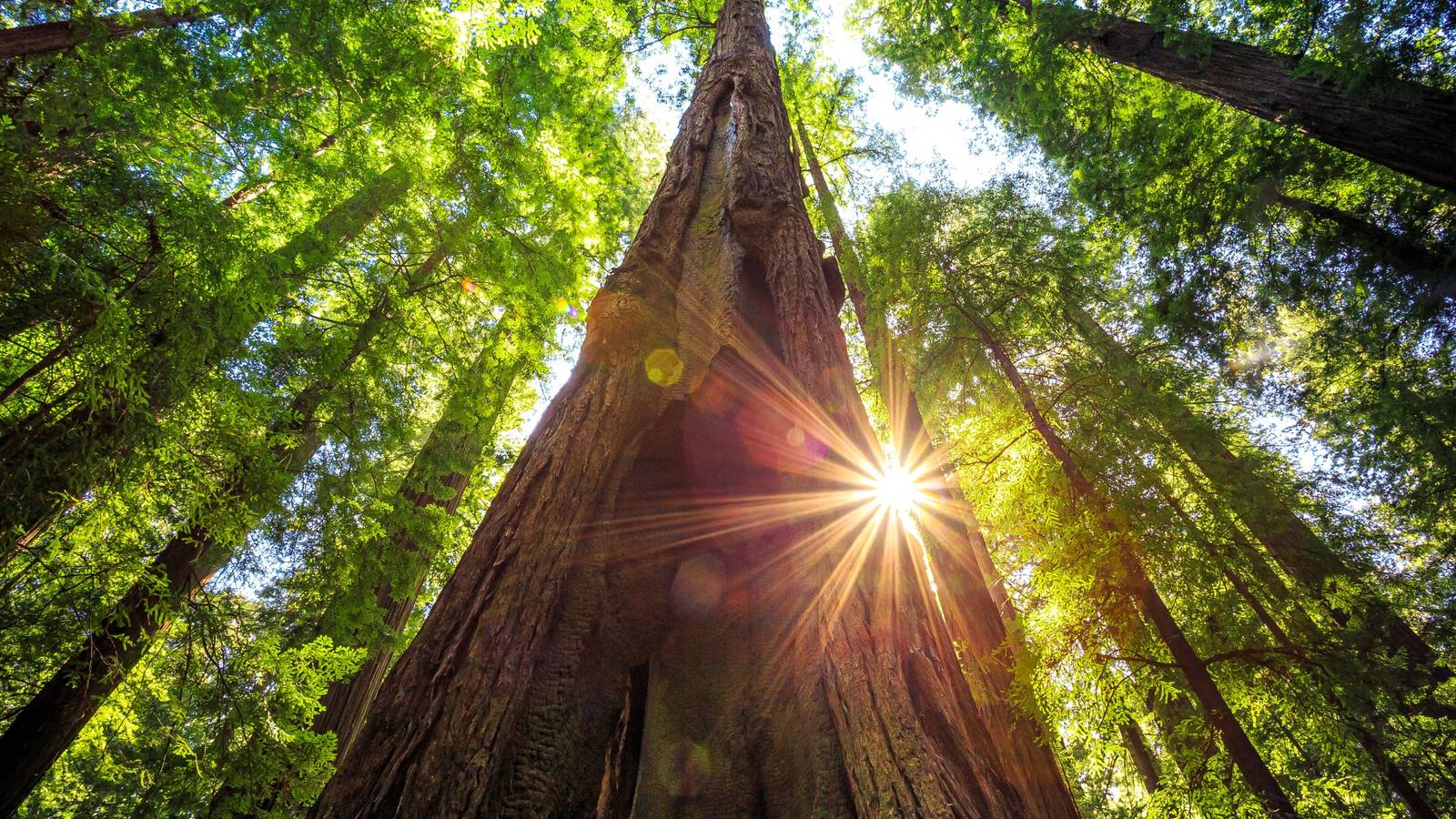 The Tallest Tree on Earth and Worthy Contenders