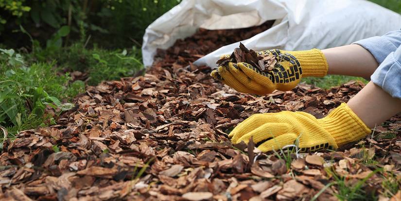 Turn Your Backyard Into a Winter Refuge For Wildlife