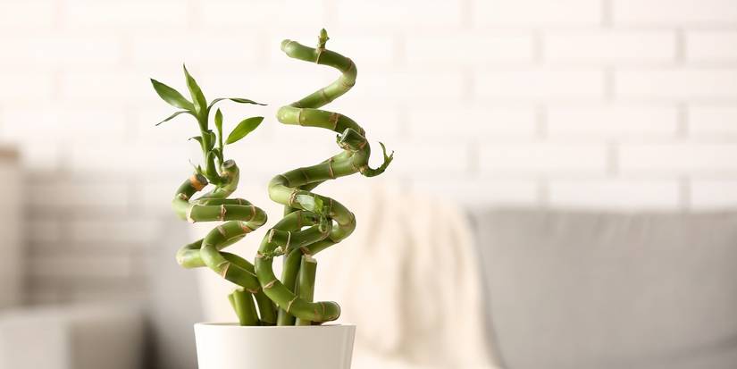 Top Luck Trees to Boost Your Home’s Energy and Prosperity