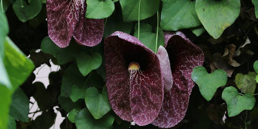 Unleash Your Imagination: 5 Futuristic Plants for a Modern Garden