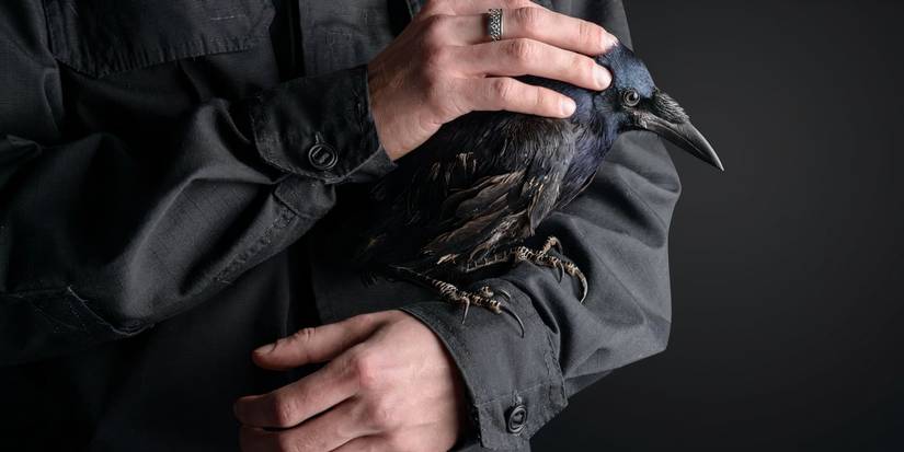 Garden Crows: Are They Helpful or a Nuisance?