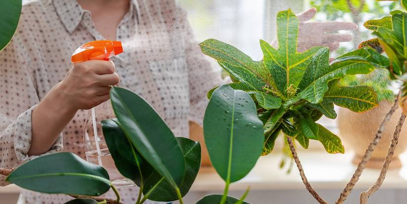 Baking Soda Is a Magic Elixir For Houseplants