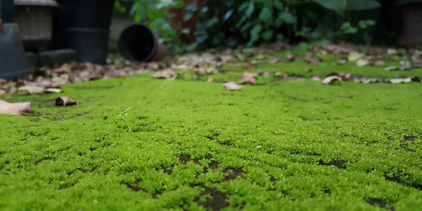 Lawn Moss: How To Prevent This Nuisance With Proper Lawn Care