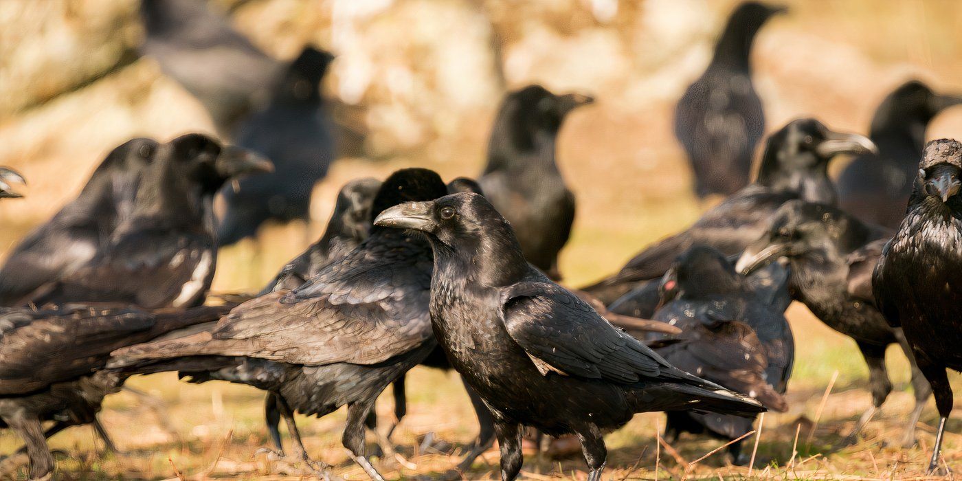 The Intelligence and Survival Tactics of Crows: Understanding Their ...