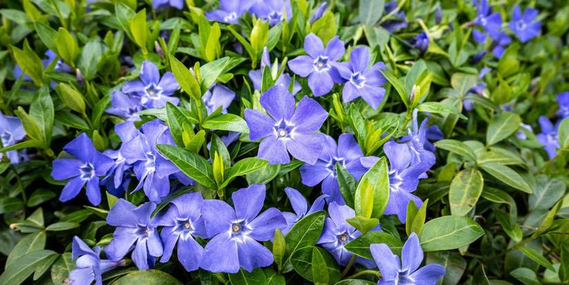 6 Practical and Low-Maintenance Fall Ground Covers