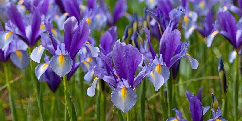 From Lavender to Iris: Cultivating the Amethyst Glow in Your Outdoor Space