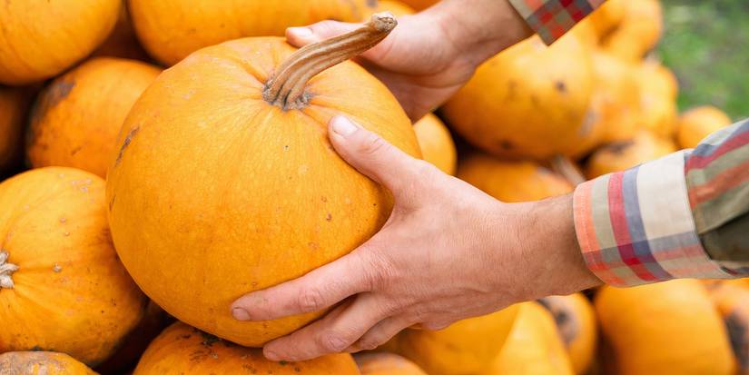 Learn How To Preserve Pumpkins With 8 Expert Tips