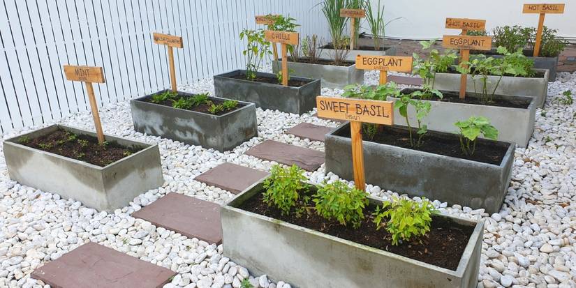 Poison Garden Ideas: Toxic Plants and Layout Tips That Wow