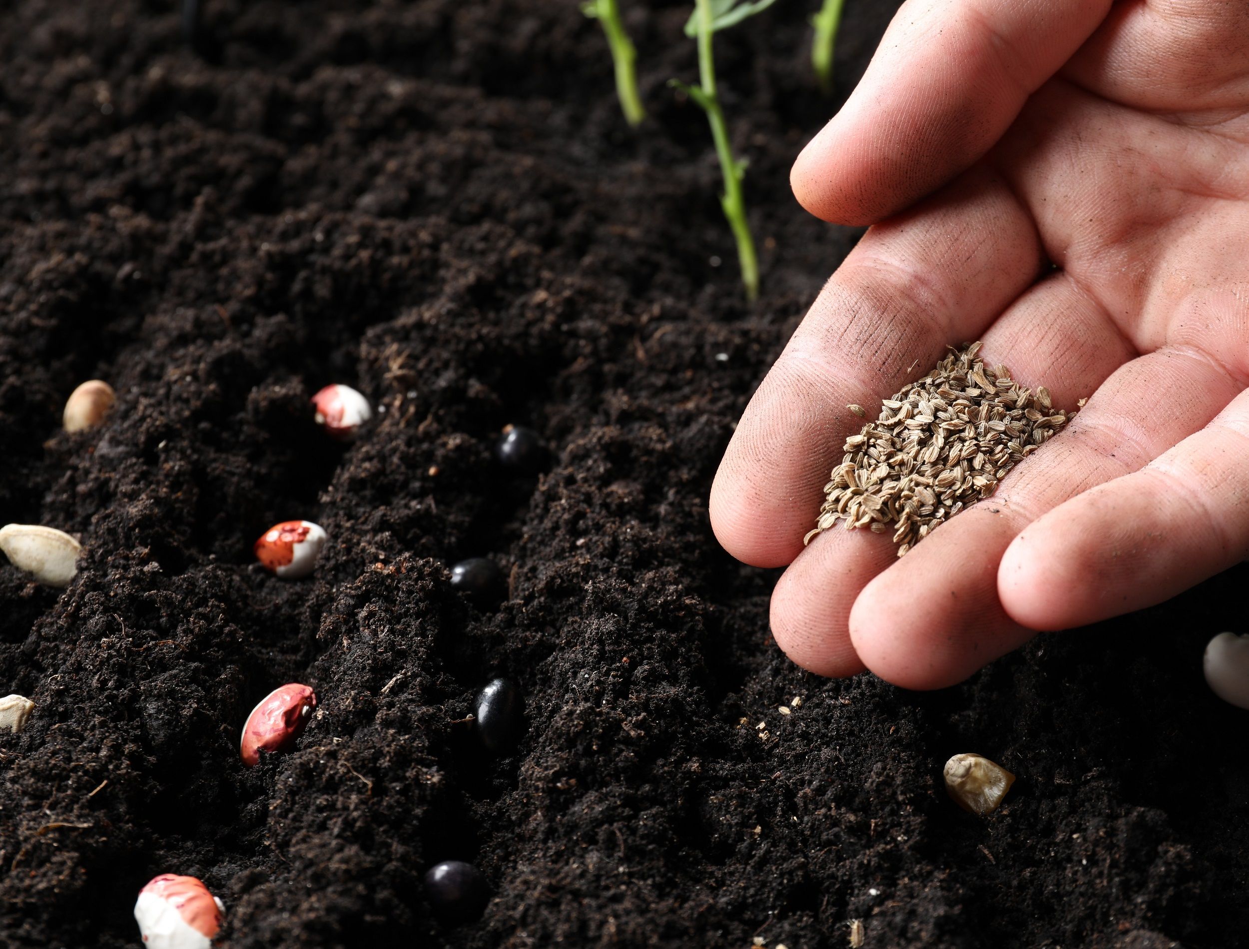 Plant the Best Fall Vegetables in Your October Garden