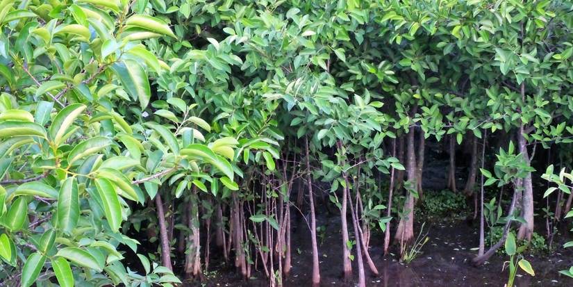 Use 5 of the Toughest Plants in Your Hurricane Landscaping Plan