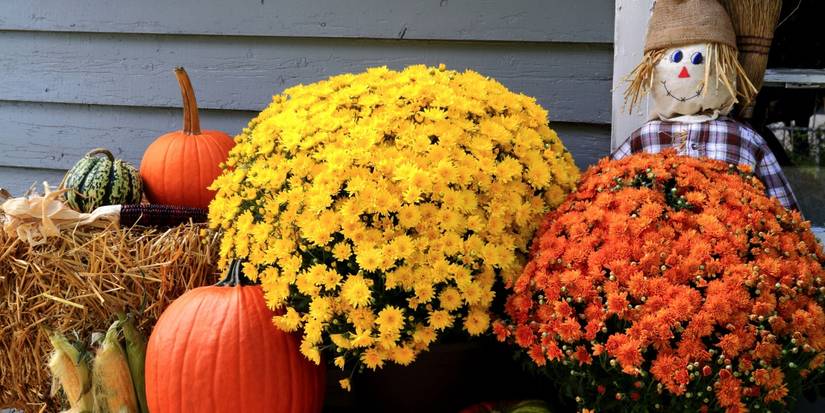 Garden Symmetry: Stunning Round Flowers to Elevate Your Landscape