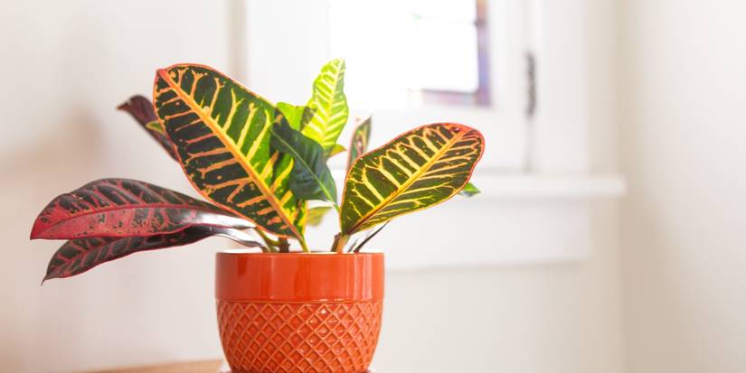 Add a Splash of Color with 5 Colorful Houseplants