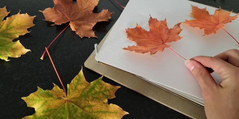 How To Preserve Fall Leaves