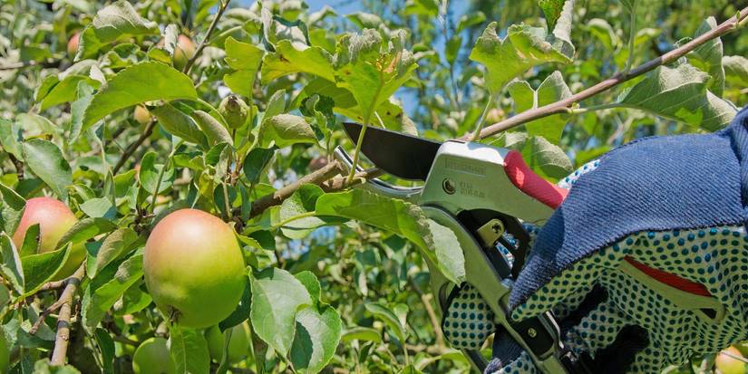 The Story of Johnny Appleseed and His Apple-Growing Impact