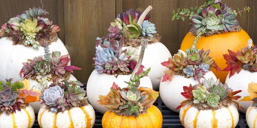 Best Fall Planter Ideas to Elevate Your Seasonal Outdoor Decor
