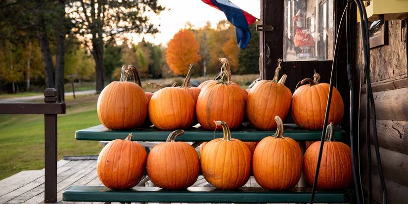 Learn How To Preserve Pumpkins With 8 Expert Tips