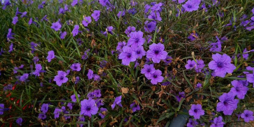 5 Native Plants for a Stunning, Low-Maintenance Garden Makeover