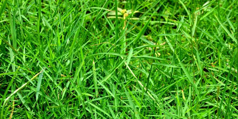 Which Weed Is Bewitching Your Lawn?
