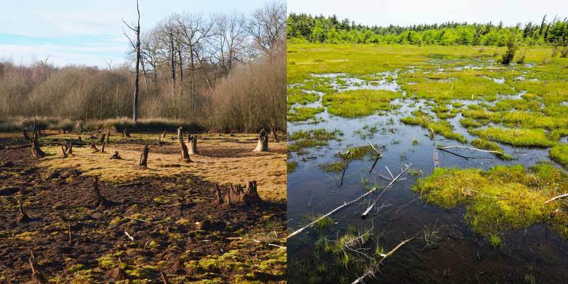 Get Fresh Cranberries Out of Your DIY Cranberry Bog