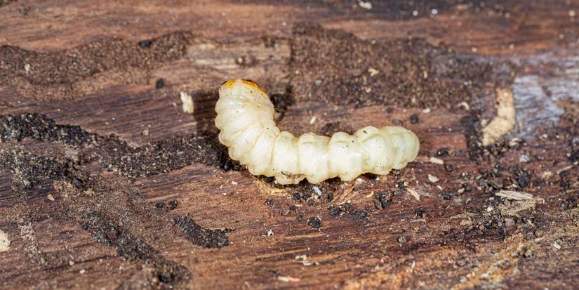 Unseen Invaders: 6 Invisible Pests Wreaking Havoc on Your Plants