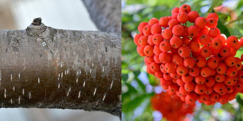 Why Add a Rowan Tree To Your Halloween Landscaping