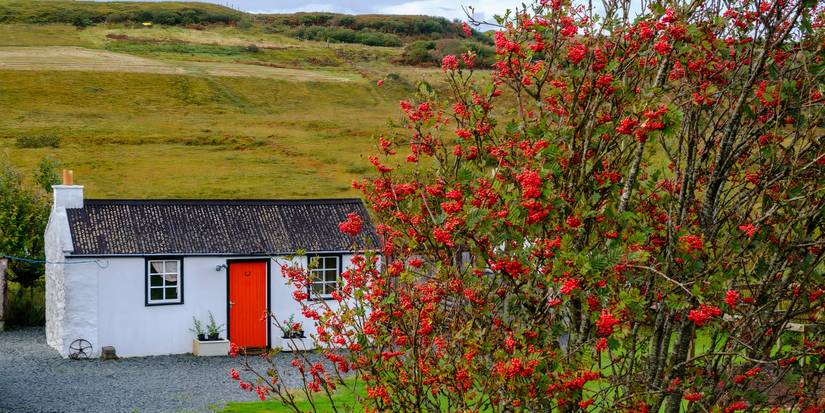 Why Add a Rowan Tree To Your Halloween Landscaping