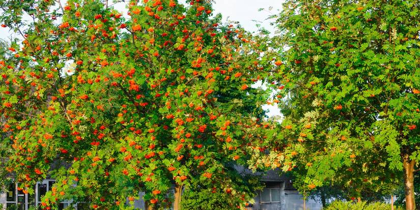 Why Add a Rowan Tree To Your Halloween Landscaping