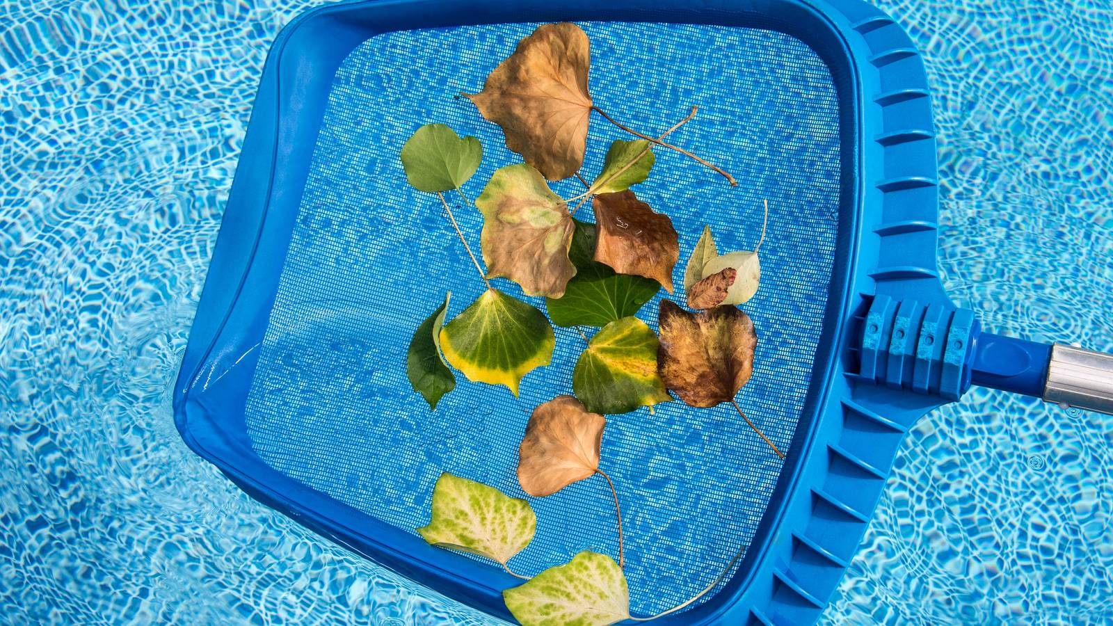 Learn How to Keep Leaves Out of Your Pool