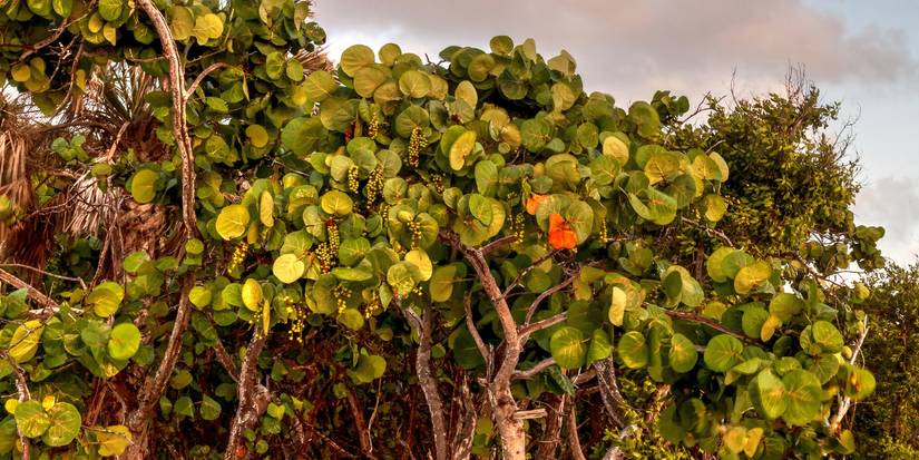 Use 5 of the Toughest Plants in Your Hurricane Landscaping Plan