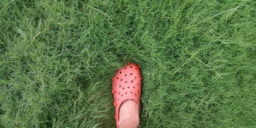 Learn How to Overseed Your Lawn in Fall