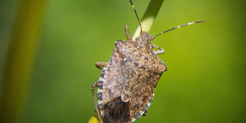 5 Rare Garden Pests and Natural Ways to Defeat Them