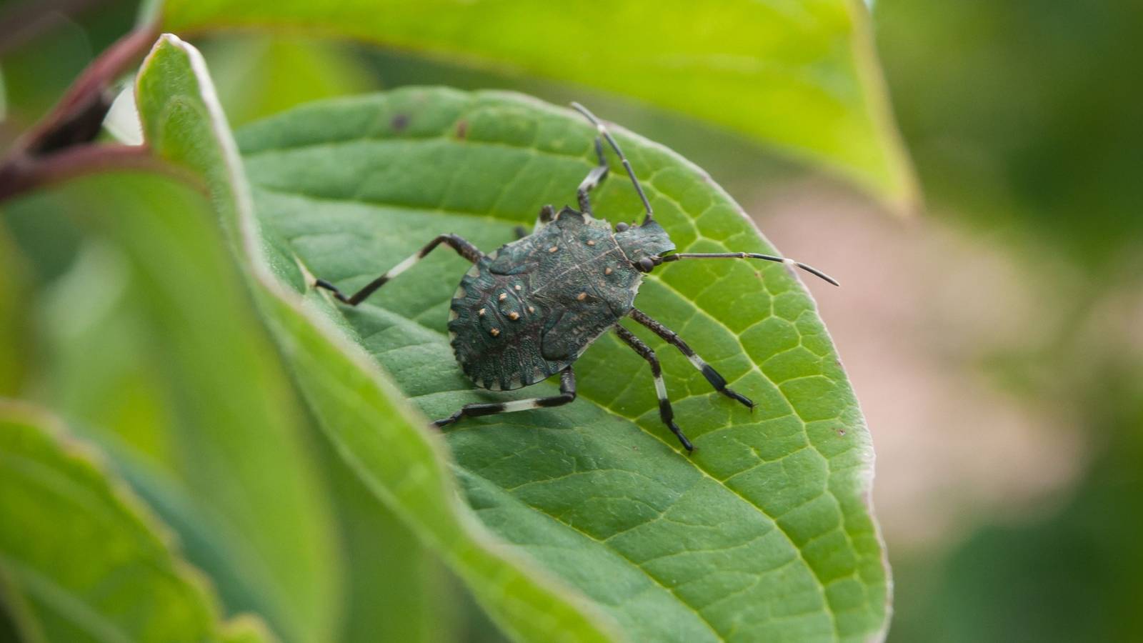 How To Keep Garden Pests Like Stink Bugs Outside This Fall