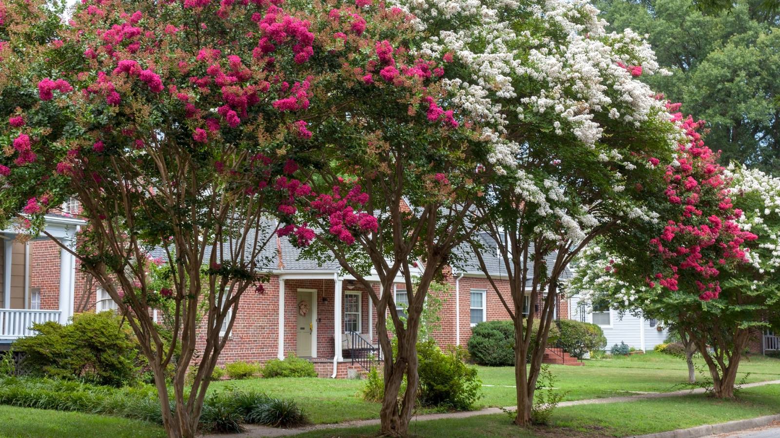 Use 5 of the Toughest Plants in Your Hurricane Landscaping Plan