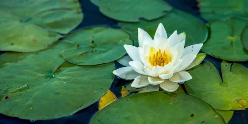5 Stunning Perennial Flowers Perfect for Swamps and Soggy Spots
