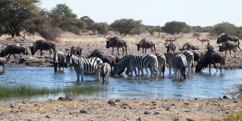 Landscaping Ideas: Create a Watering Hole for Fall Wildlife