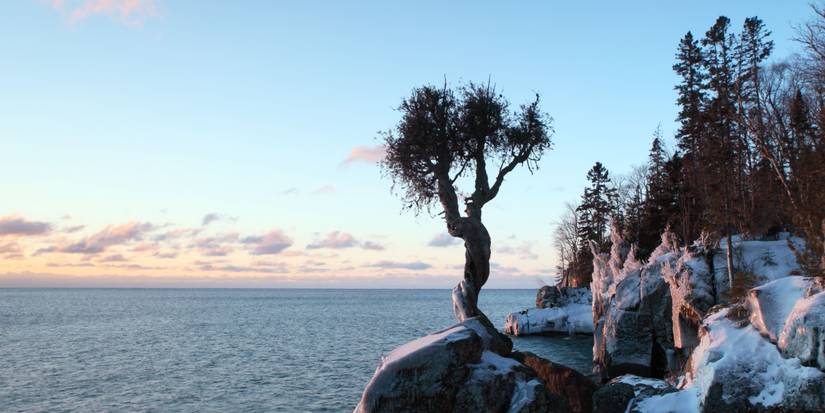 Explore Haunted Witch Trees Worldwide: A Halloween Travel Guide