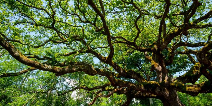 Explore Haunted Witch Trees Worldwide: A Halloween Travel Guide