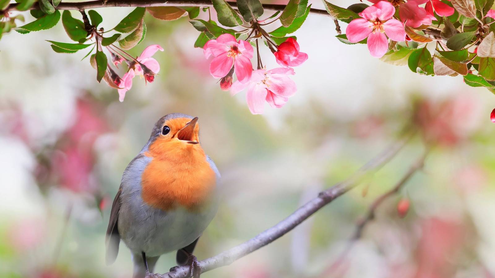 7 Wonderful Animals to Attract with a Backyard Wildlife Habitat