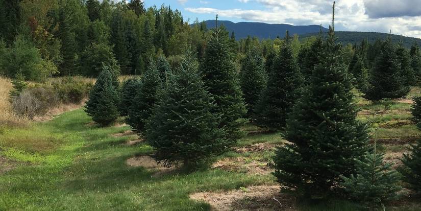 10 Most Popular Christmas Trees