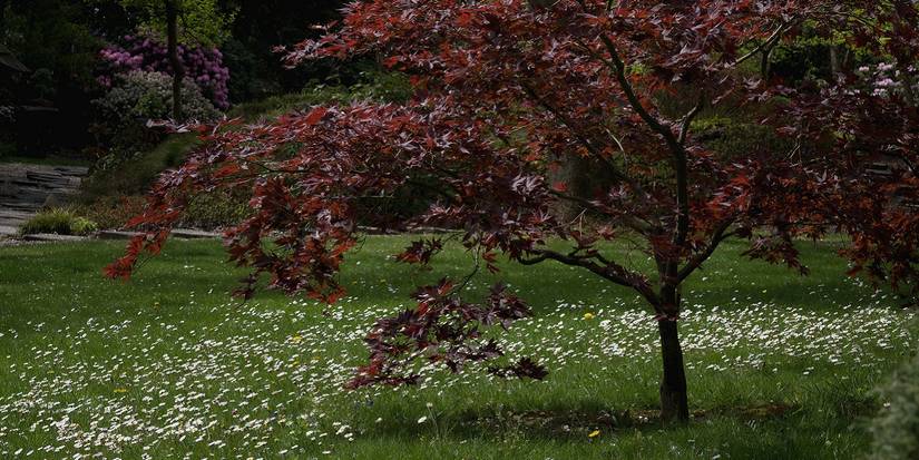 Maple Trees Have Brilliant Fall Colors For Your Backyard