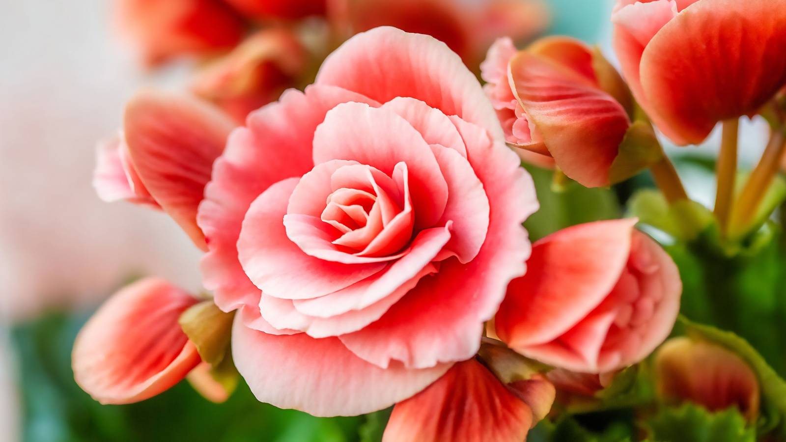 How To Control Flower Blooming for Healthy Plants